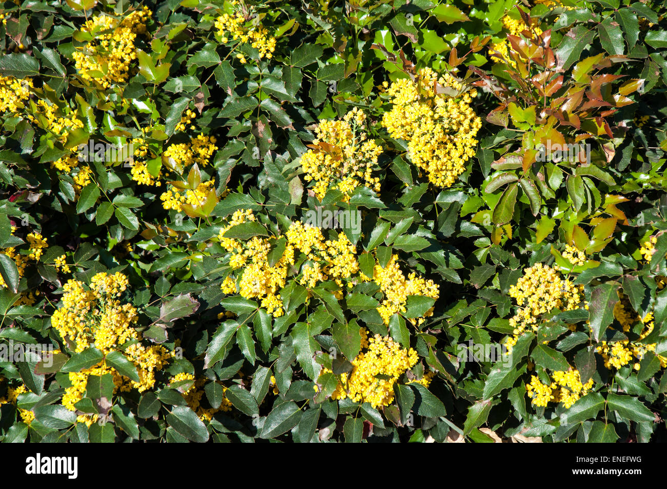 Mahonia aquifolium evergreen shrubs, the genus Mahonia Stock Photo - Alamy