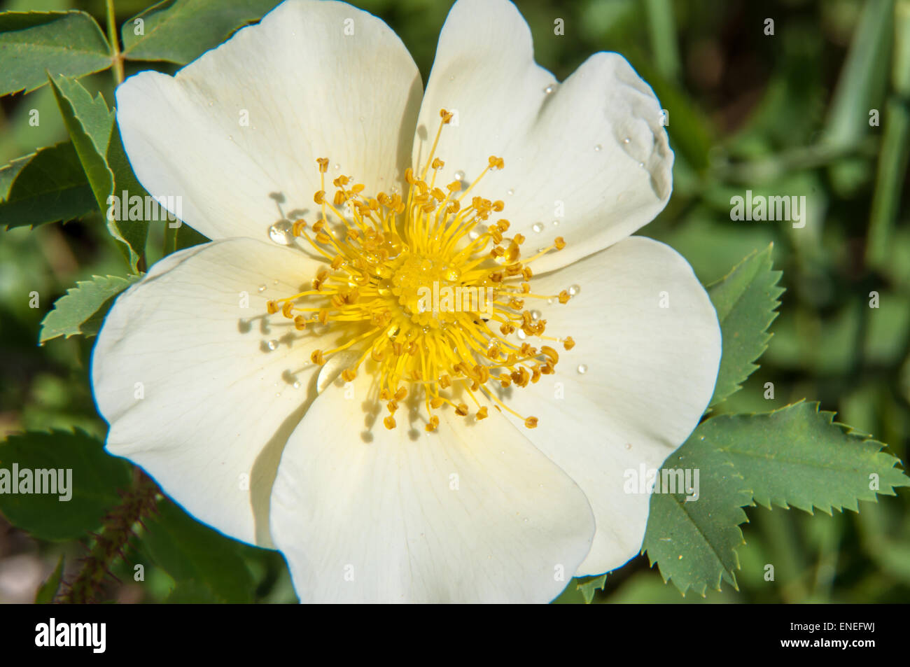 Spring Flower dog rose Stock Photo - Alamy