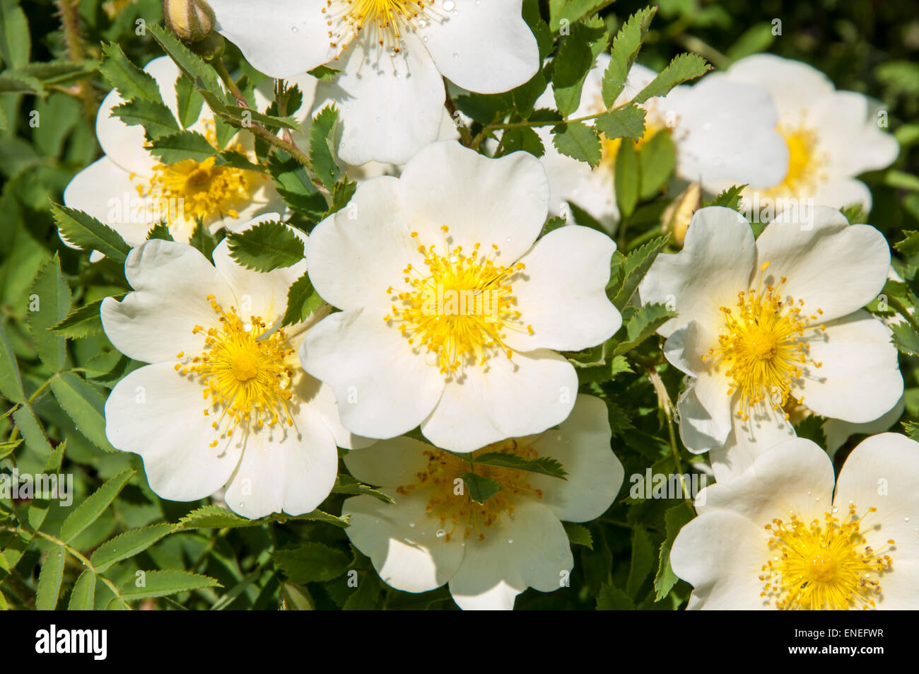 Spring Flower dog rose Stock Photo - Alamy