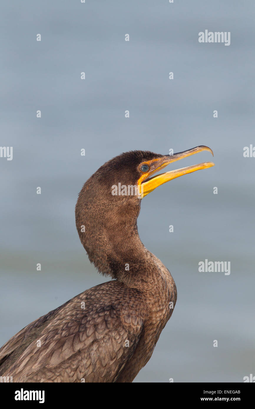 Double crested cormorant branch hi-res stock photography and images - Alamy