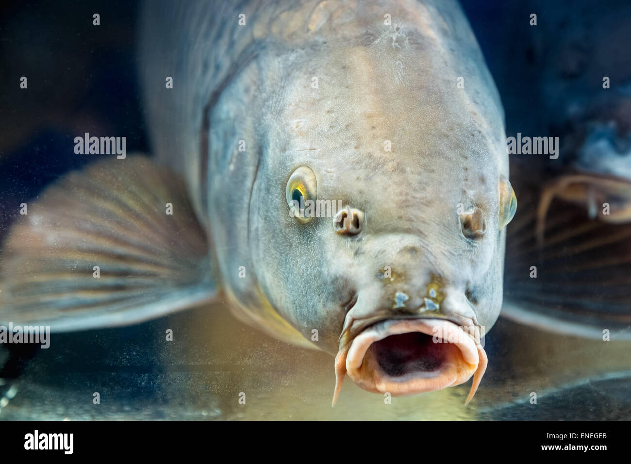Carp fish swimming in pool hi-res stock photography and images - Alamy