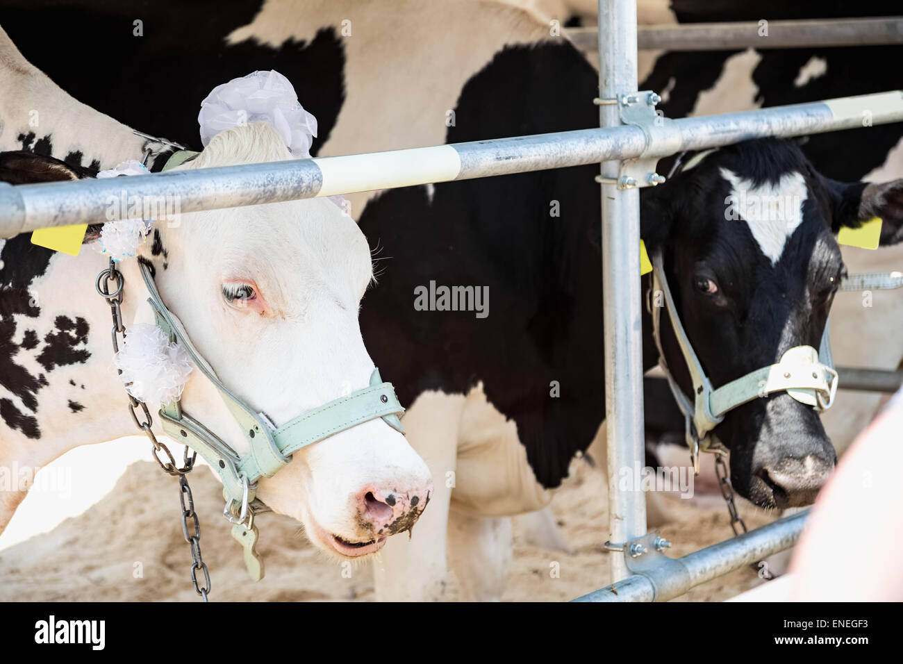 Breeding cows in the barn. Farm or farmland industry Stock Photo - Alamy