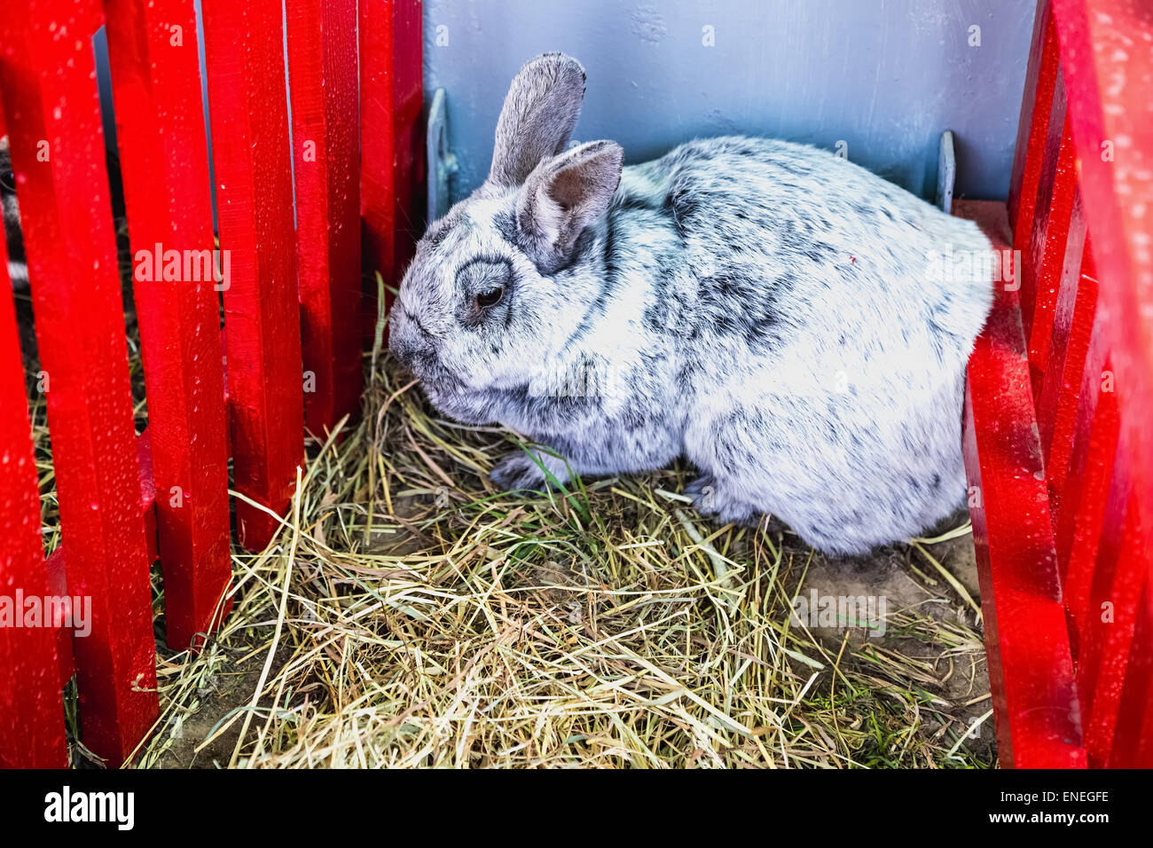 Rabbit or bunny in cell on farm. Farmland industry Stock Photo - Alamy