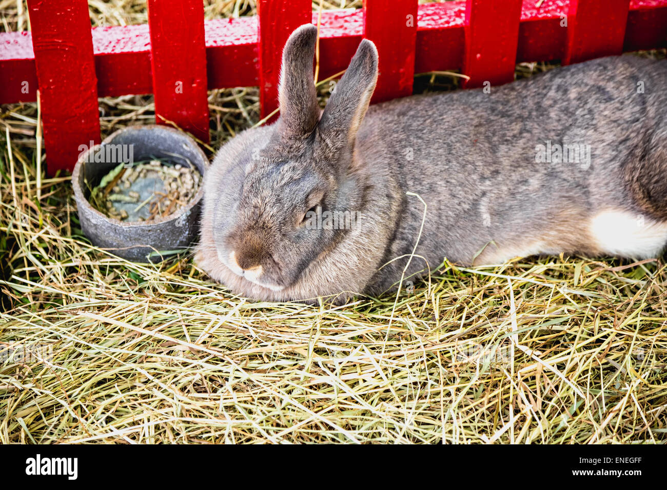 Rabbit or bunny in cell on farm. Farmland industry Stock Photo - Alamy