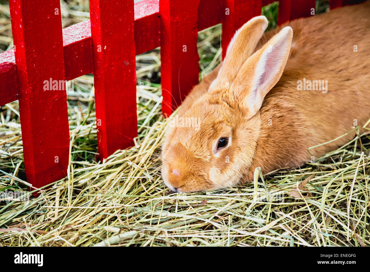 Bunny ranch hi-res stock photography and images - Alamy