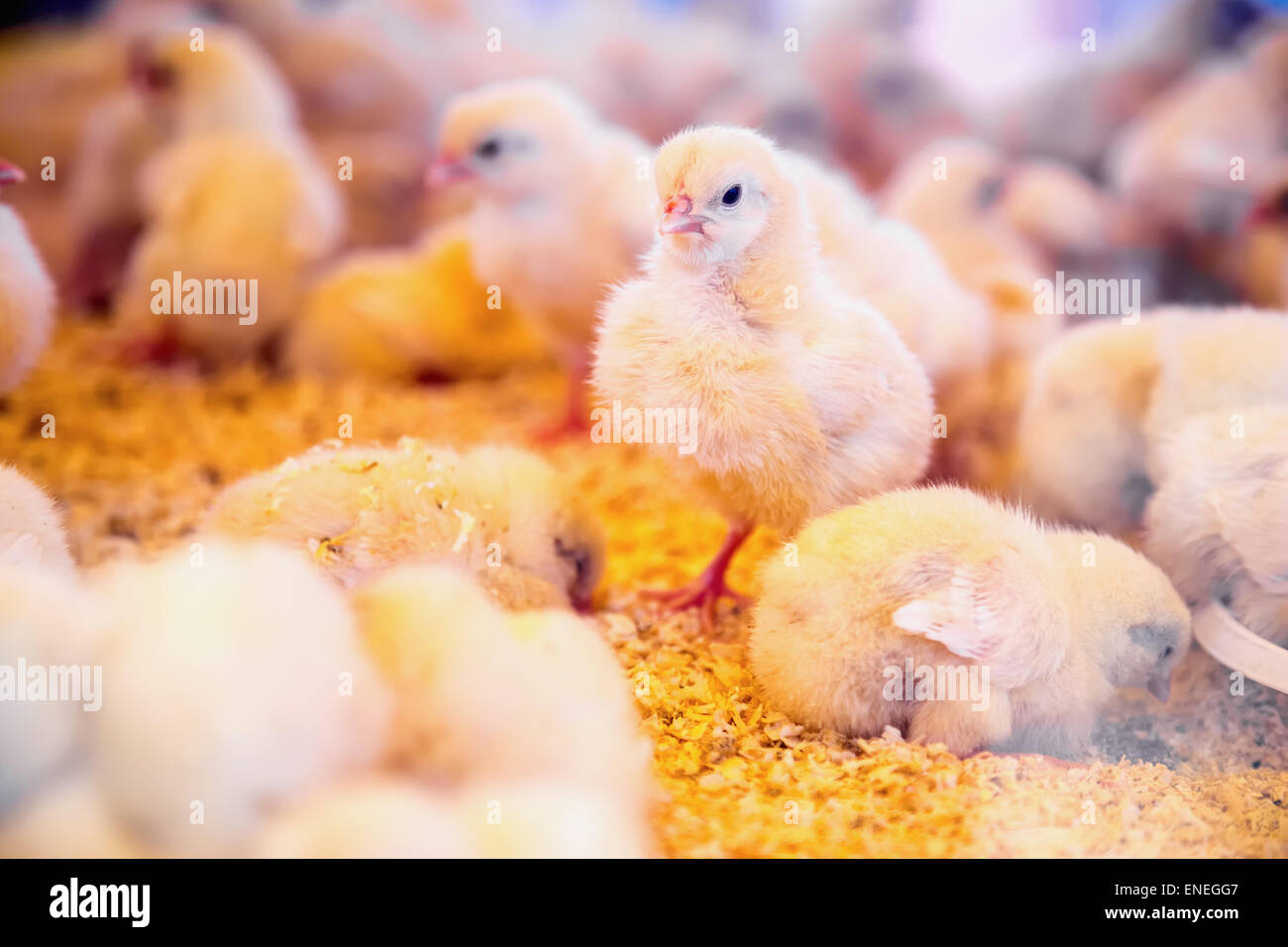 Small chickens in farm incubator or coop. Farmland industry Stock Photo ...