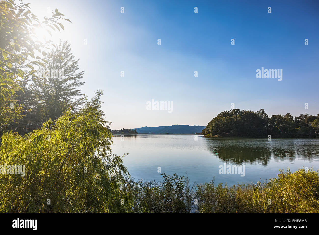 Lake or pond landscape and trees reflection on water with sun light ...