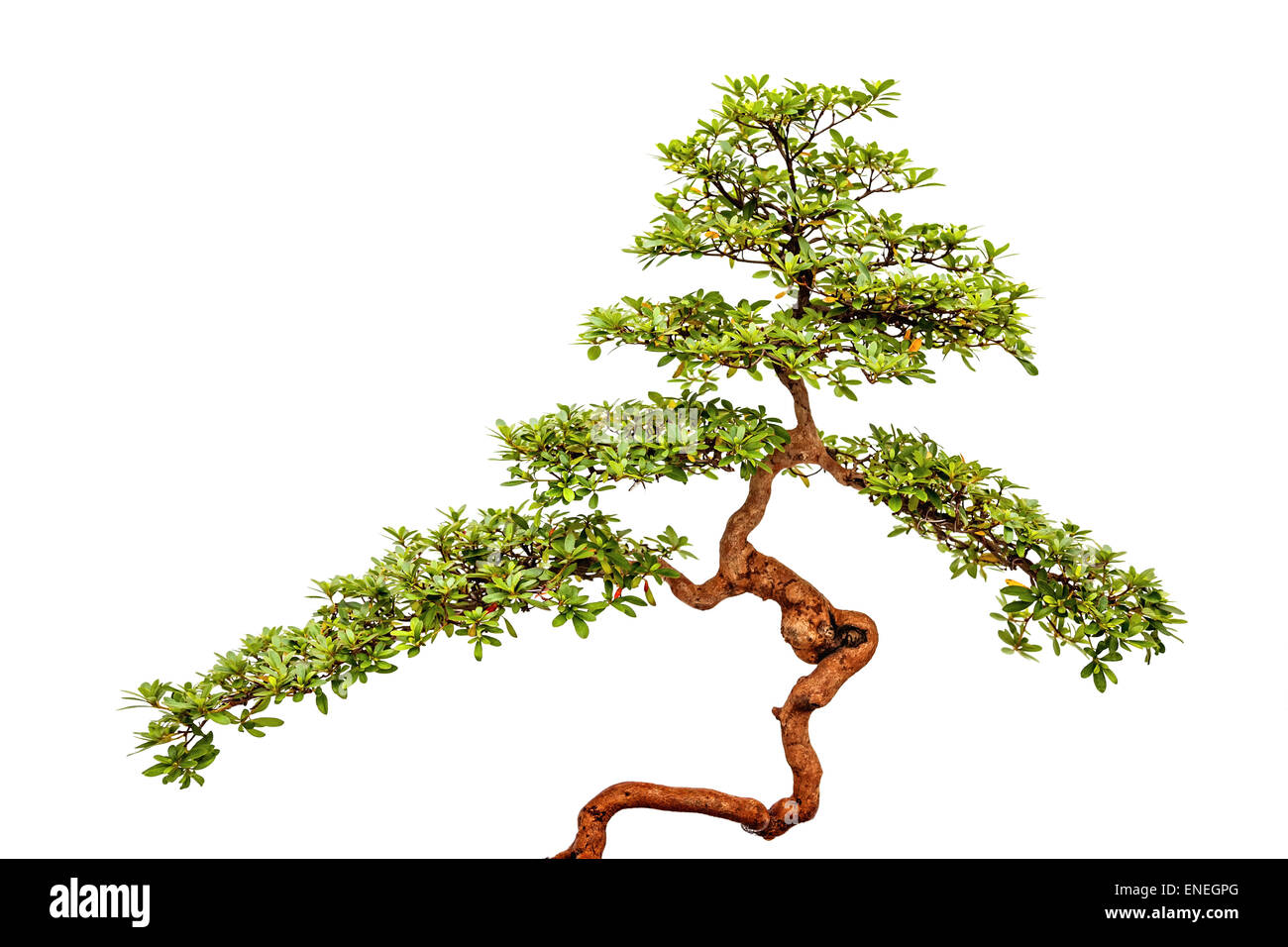 Miniature bonsai plant Cut Out Stock Images & Pictures - Alamy