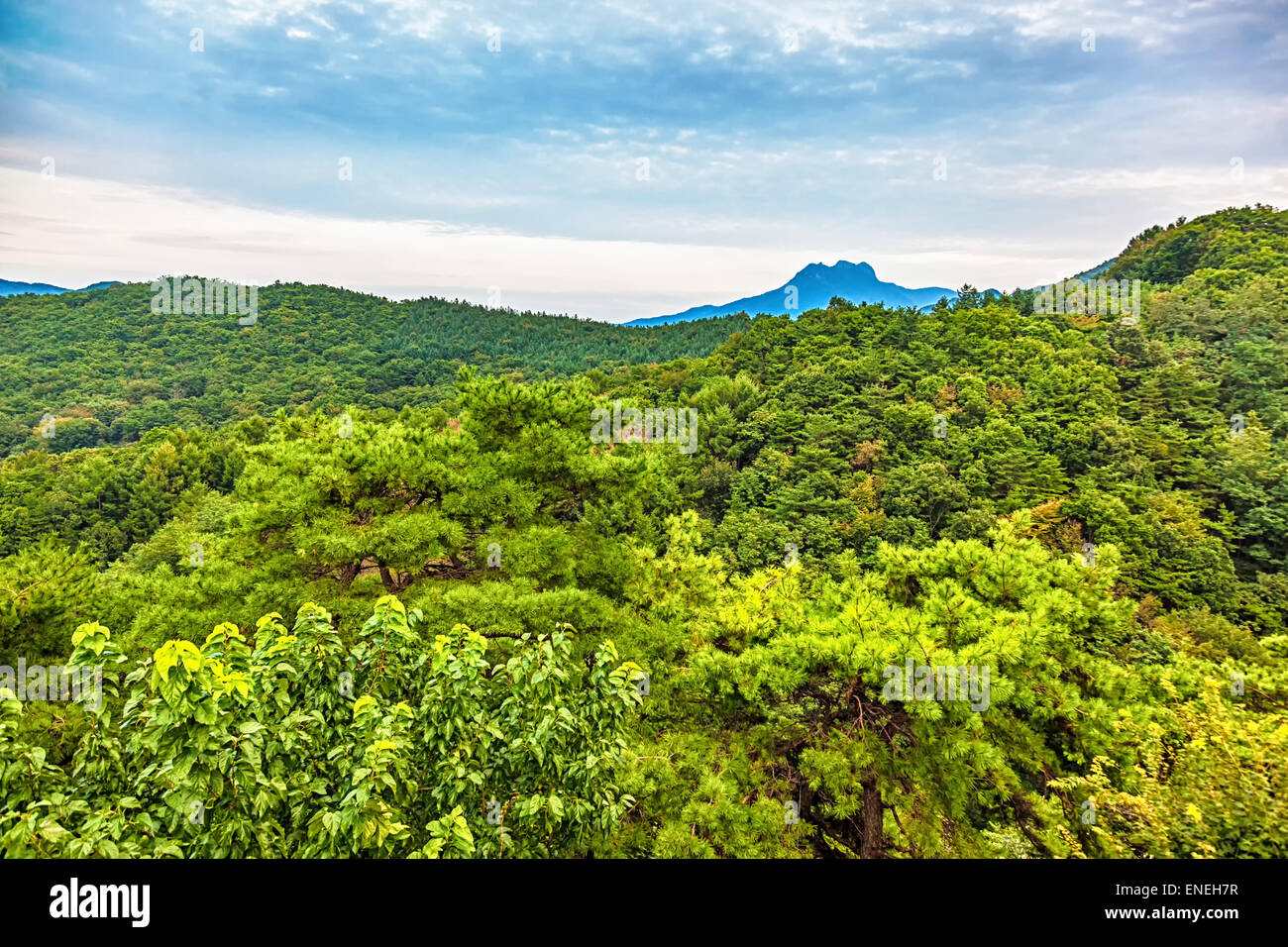 Mountains with green trees landscape in South Korea Stock Photo - Alamy