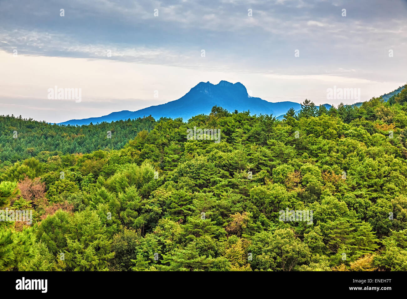 Mountains with green trees landscape in South Korea Stock Photo - Alamy