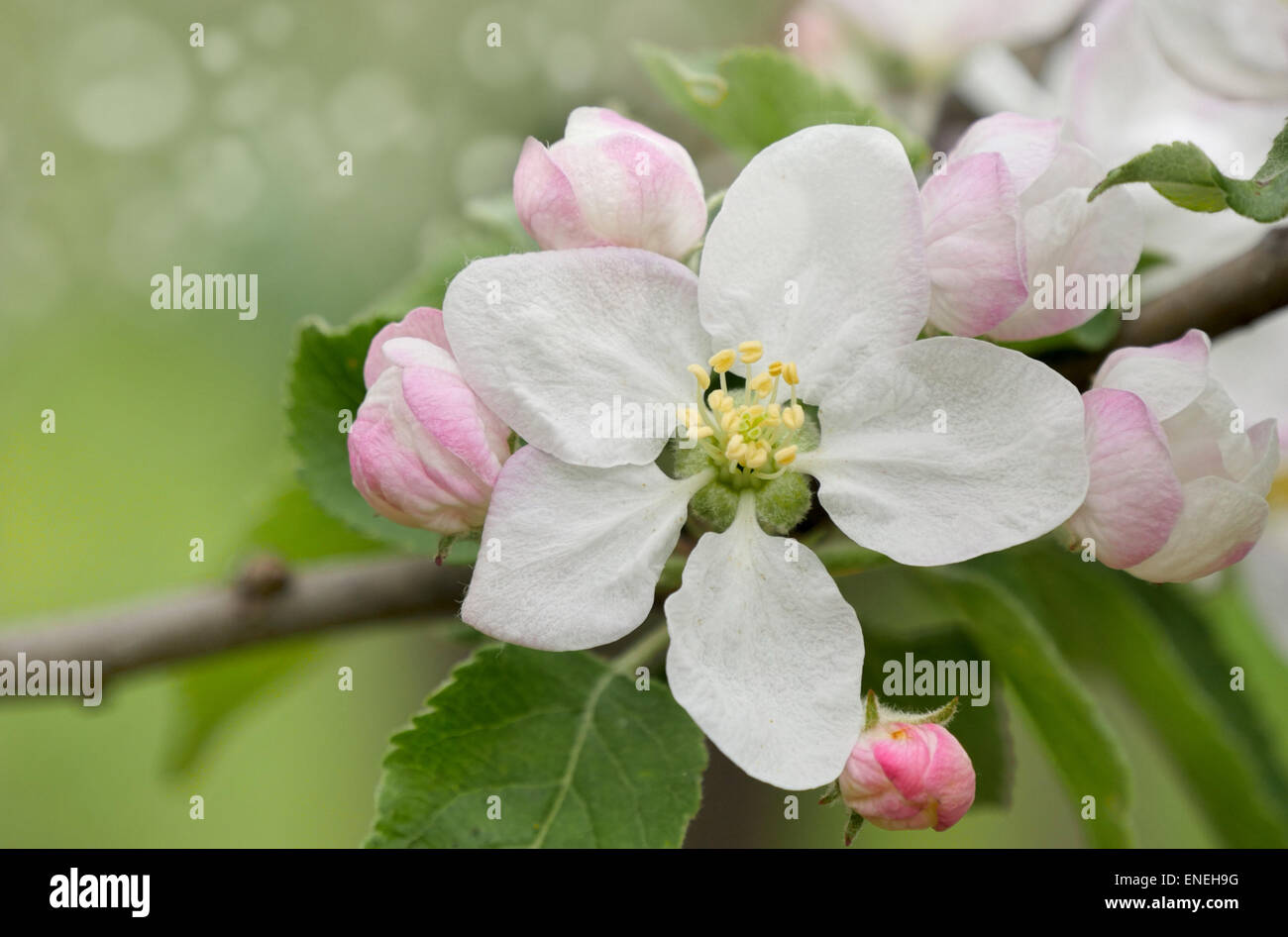 Blossoming apple. Branch of apple tree in bloom in the spring. Close-up ...