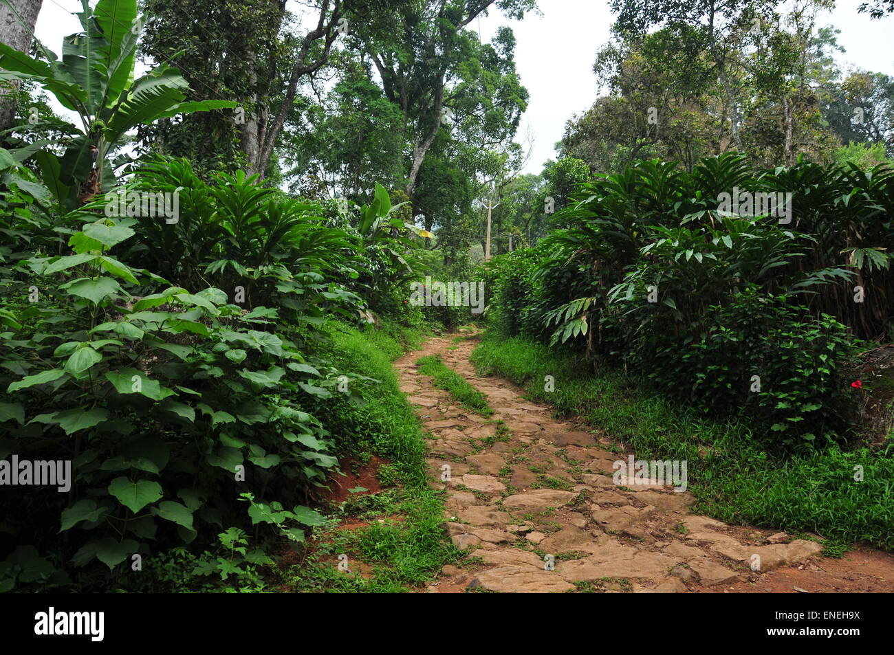 A small path way to a plantation Stock Photo - Alamy