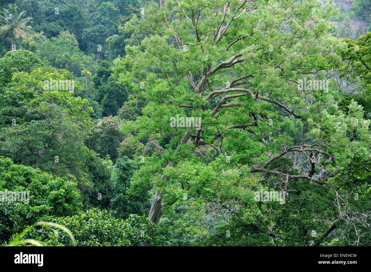 Beautiful tree and its branches Stock Photo - Alamy