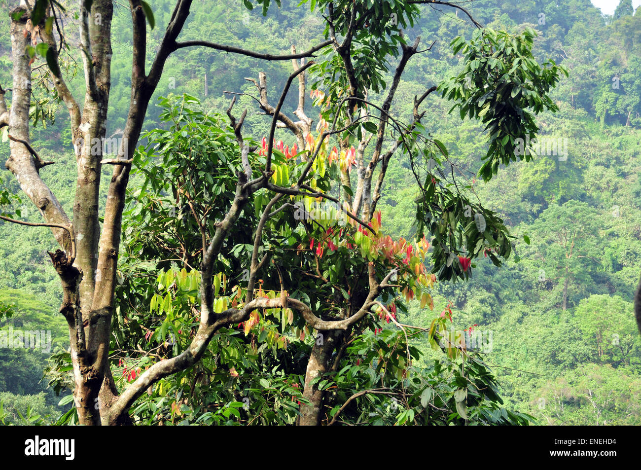 Tree with colored tender leaves Stock Photo - Alamy