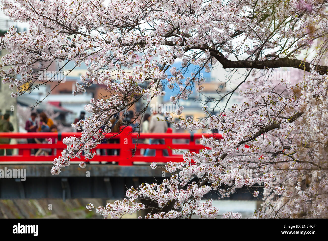 Branches of a cherry tree at sakura season in spring and people walking ...