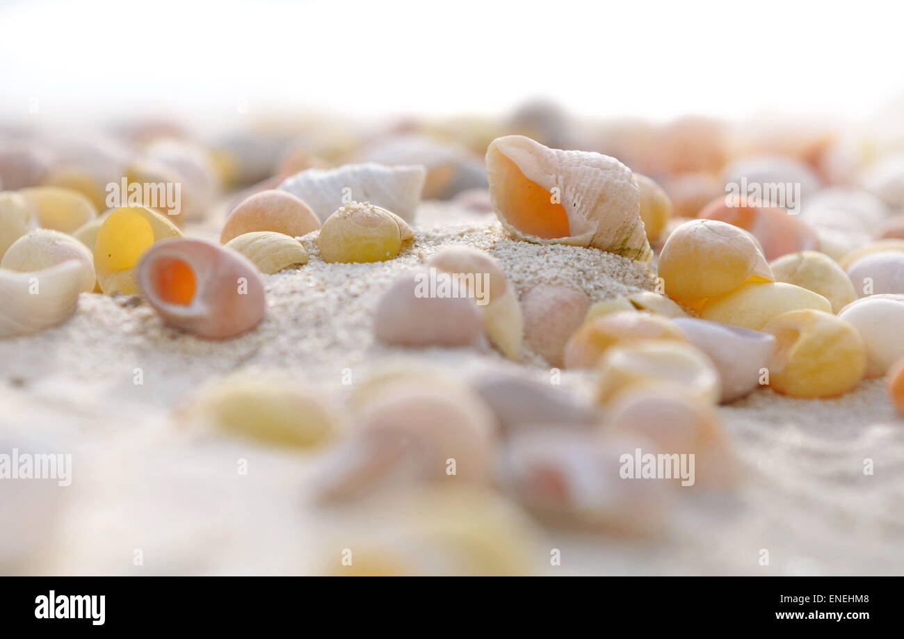 few small shells in the sand on white background Stock Photo - Alamy