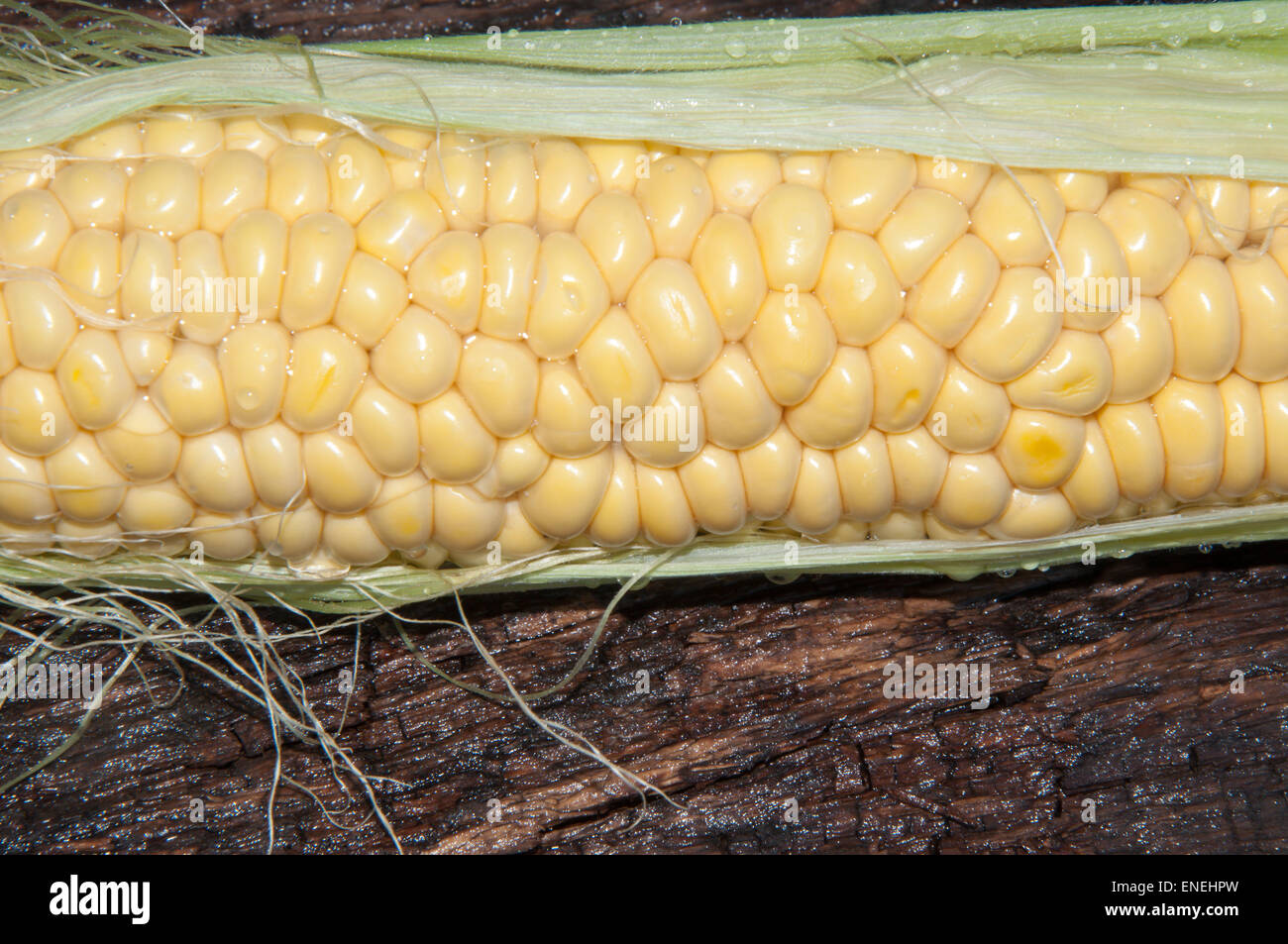 Corn sugar or maize annual grassy plant, the only cultural ...