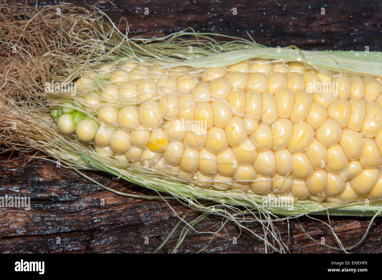 Corn sugar or maize annual grassy plant, the only cultural ...