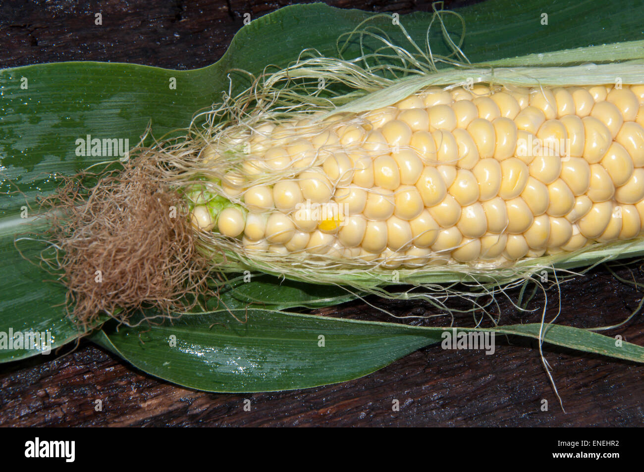 Corn sugar or maize annual grassy plant, the only cultural ...