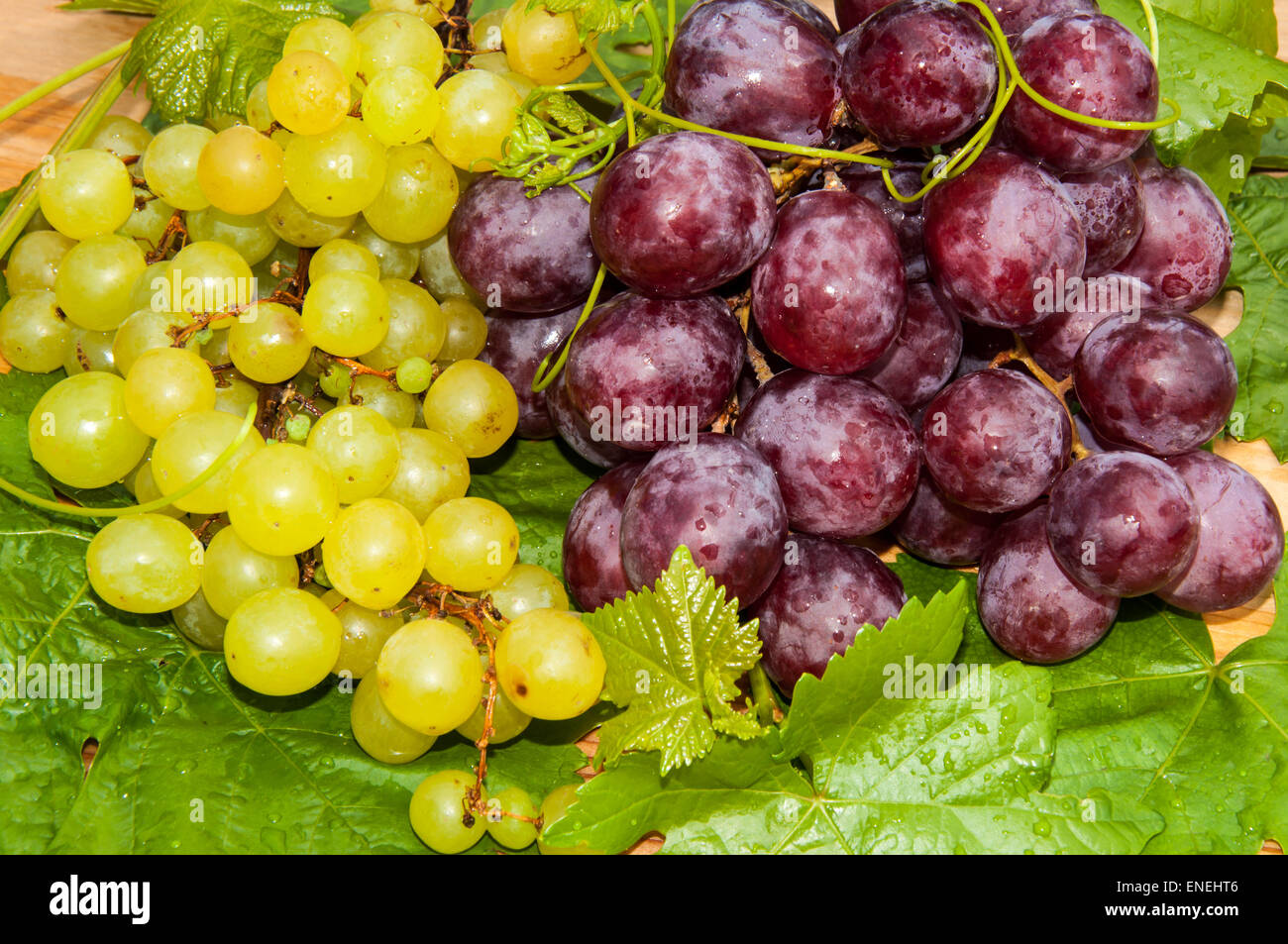 Grapes are a genus of plants in the family Vitaceae Stock Photo - Alamy