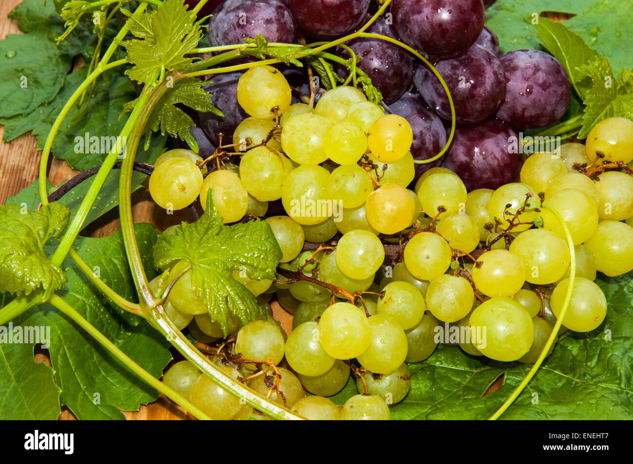 Grapes are a genus of plants in the family Vitaceae Stock Photo - Alamy