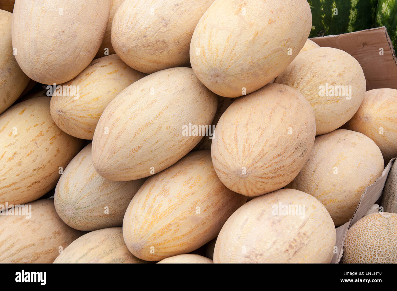 Melon or Cucumis melo plant family Cucurbitaceae cucurbitaceous culture ...