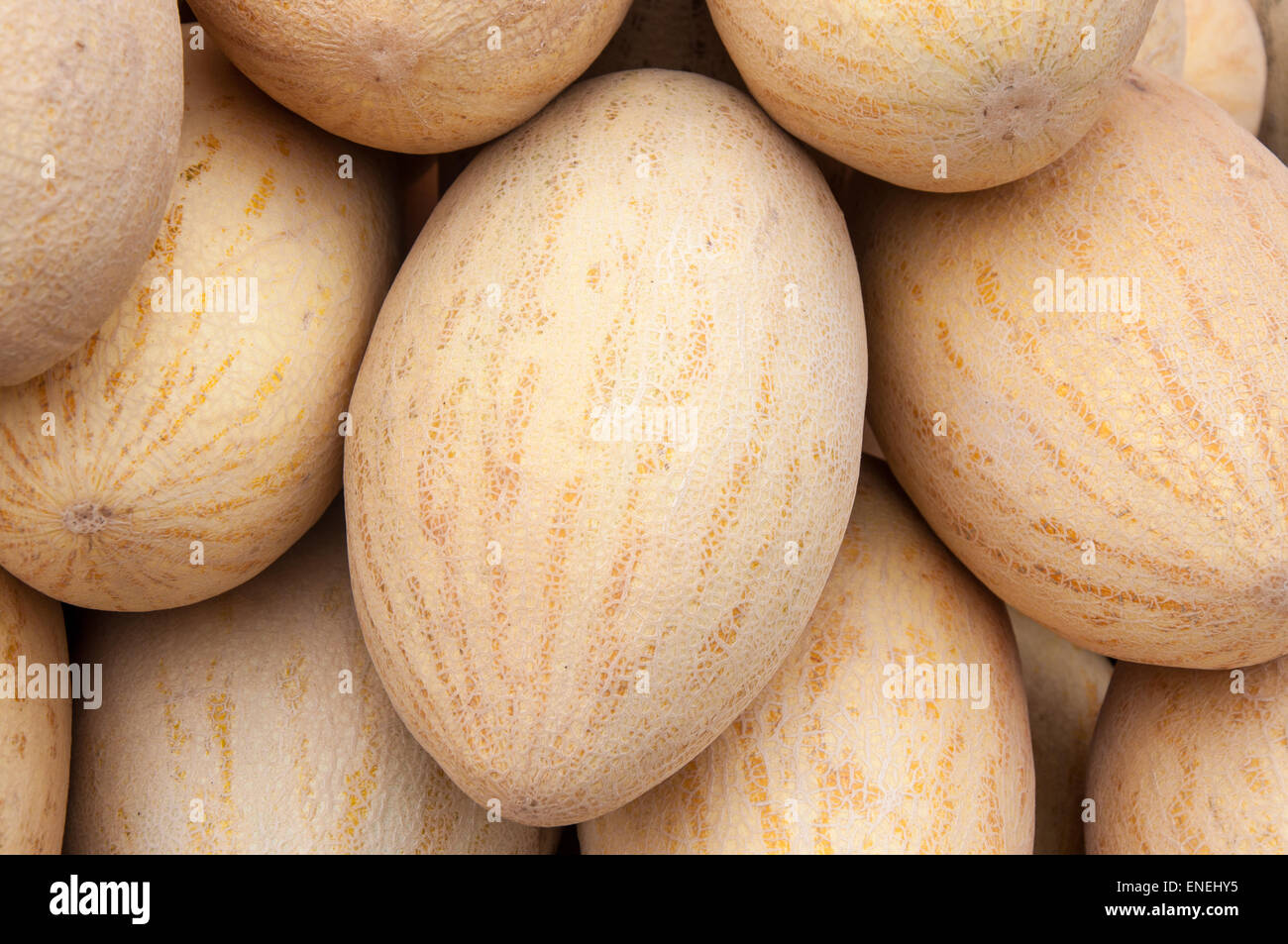 Melon or Cucumis melo plant family Cucurbitaceae cucurbitaceous culture ...