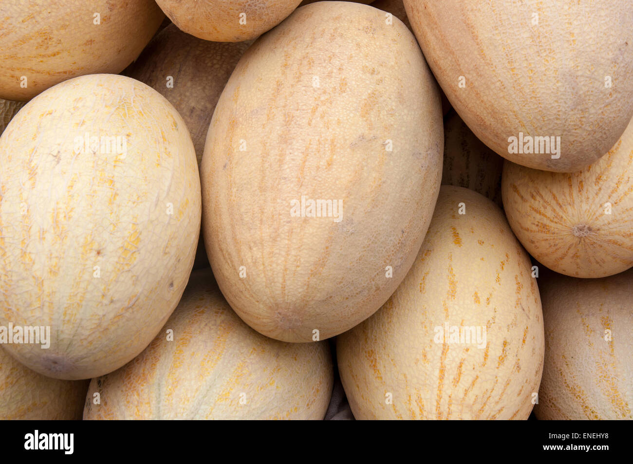 Cucurbitaceous Plant High Resolution Stock Photography and Images - Alamy