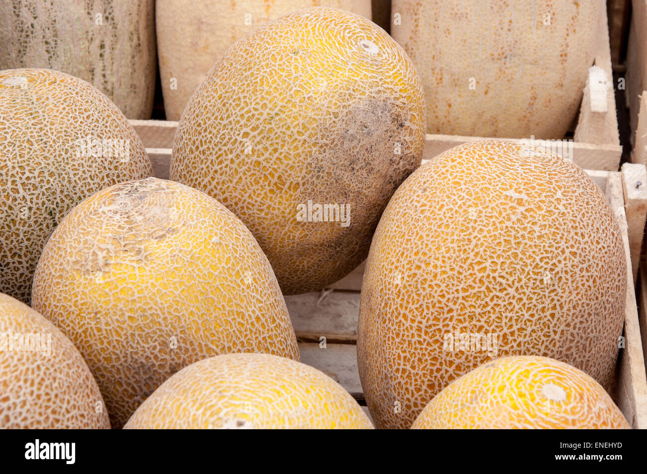 Cucurbitaceous plant hi-res stock photography and images - Alamy