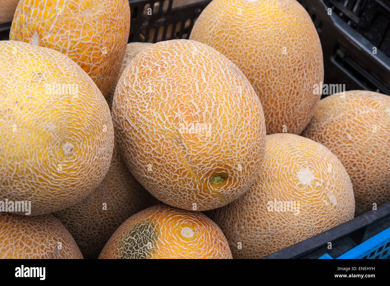 Melon or Cucumis melo plant family Cucurbitaceae cucurbitaceous culture ...