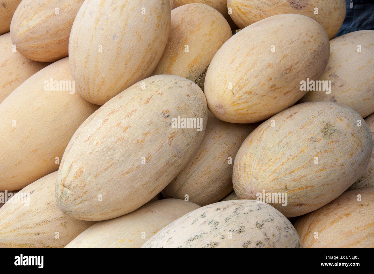 Cucurbitaceous plant hi-res stock photography and images - Alamy