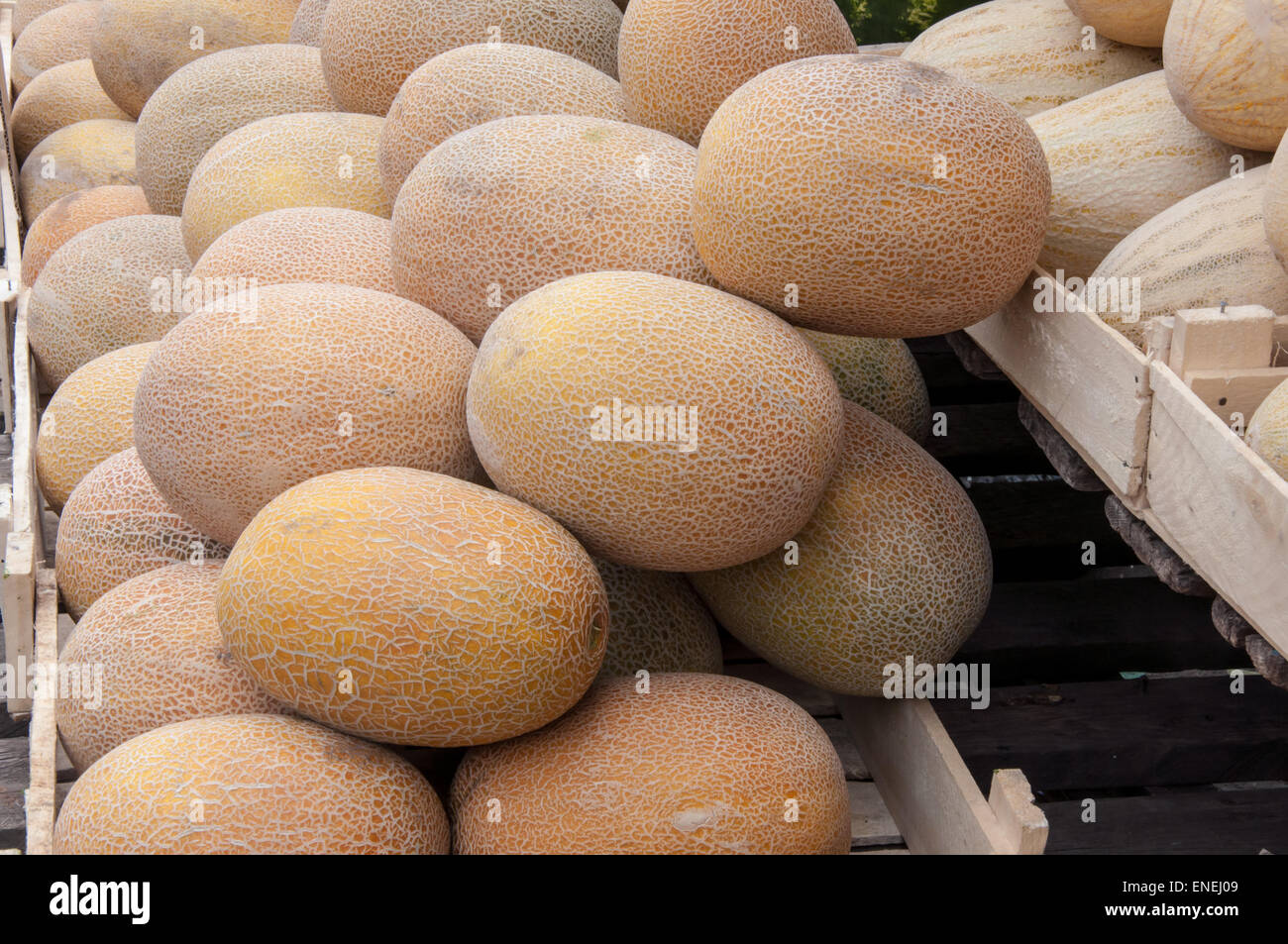 Melon or Cucumis melo plant family Cucurbitaceae cucurbitaceous culture ...