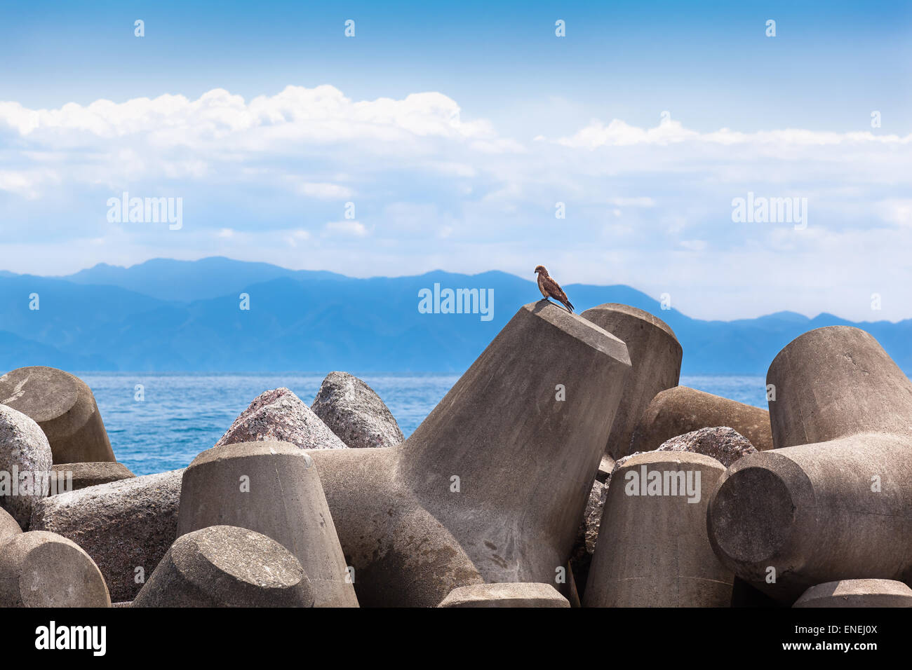 Raptor bird sitting like a watcher at a heap of cement made breakwaters ...