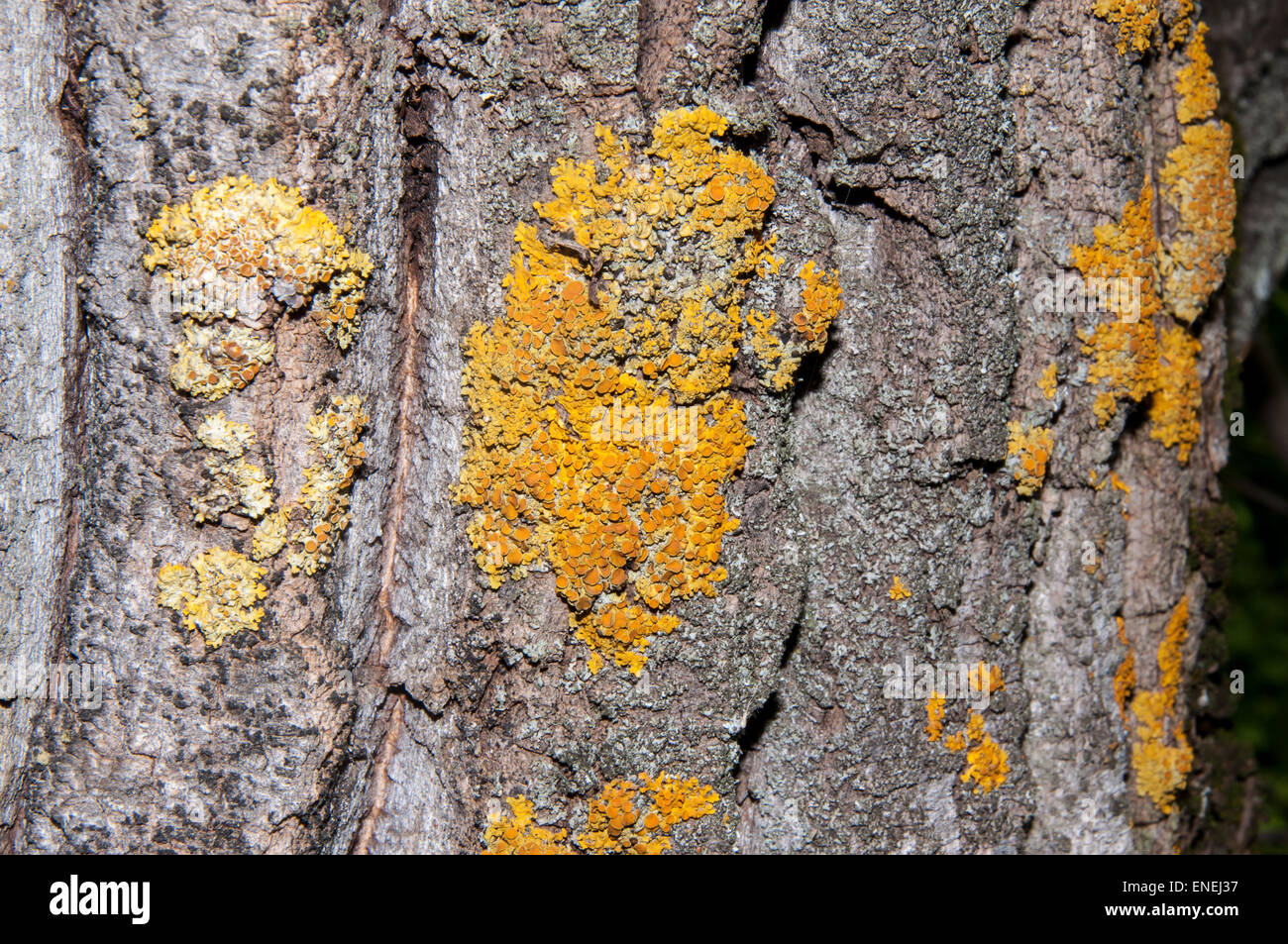 The texture of the old decrepit tree bark Stock Photo - Alamy