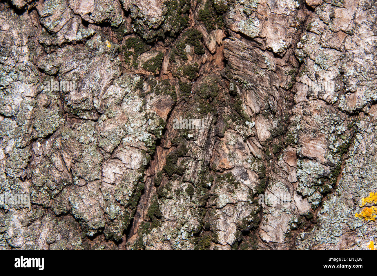 The texture of the old decrepit tree bark Stock Photo - Alamy