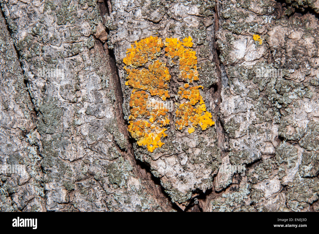 The texture of the old decrepit tree bark Stock Photo - Alamy