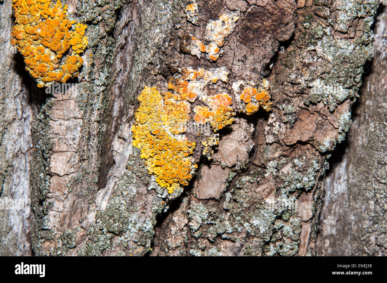 The texture of the old decrepit tree bark Stock Photo - Alamy