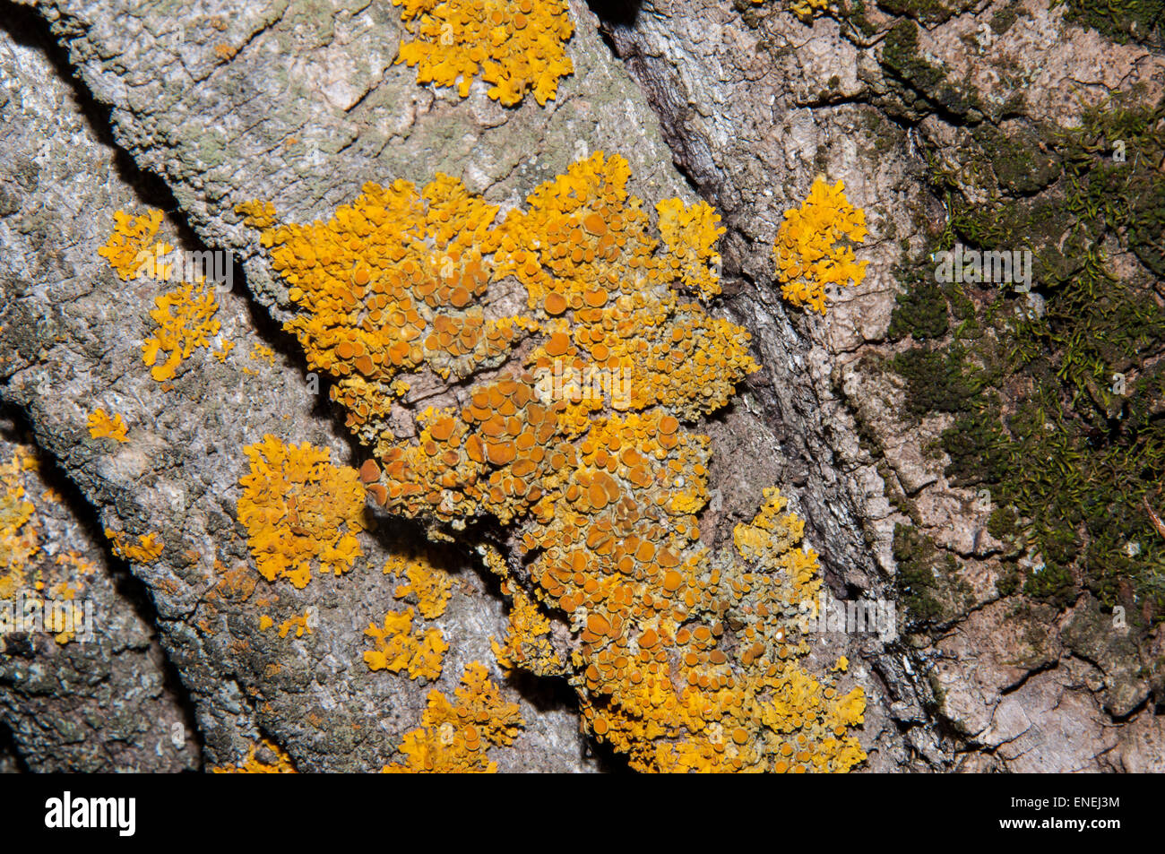 The texture of the old decrepit tree bark Stock Photo - Alamy