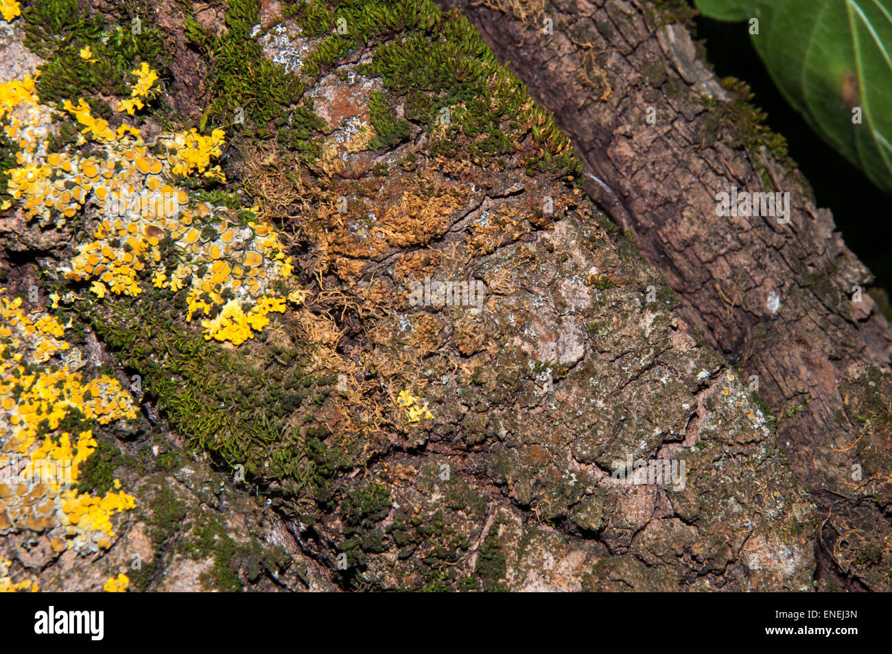 The texture of the old decrepit tree bark Stock Photo - Alamy