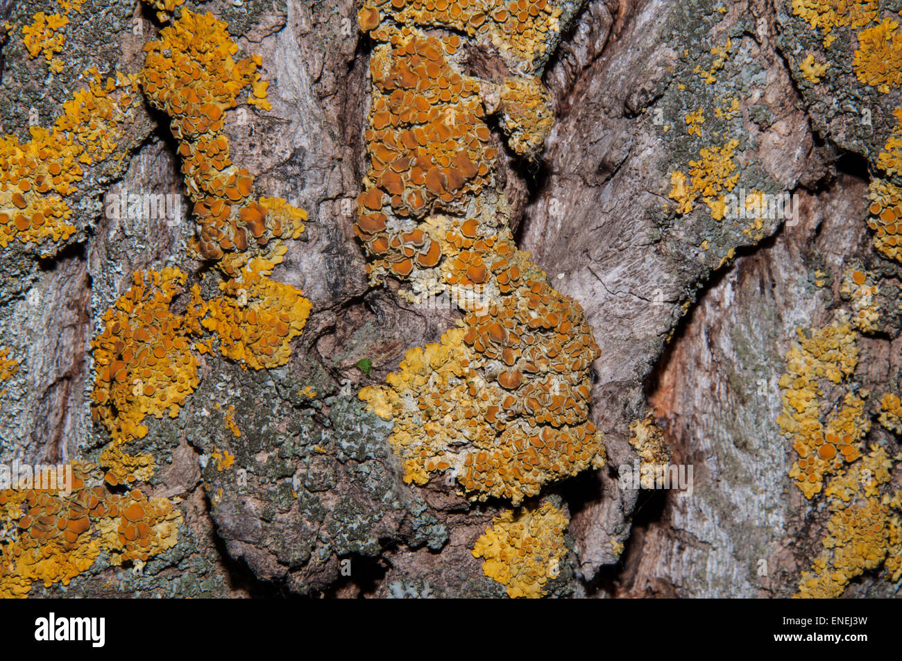 The texture of the old decrepit tree bark Stock Photo - Alamy