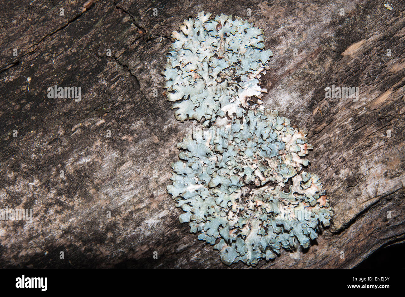 The texture of the old decrepit tree bark Stock Photo - Alamy