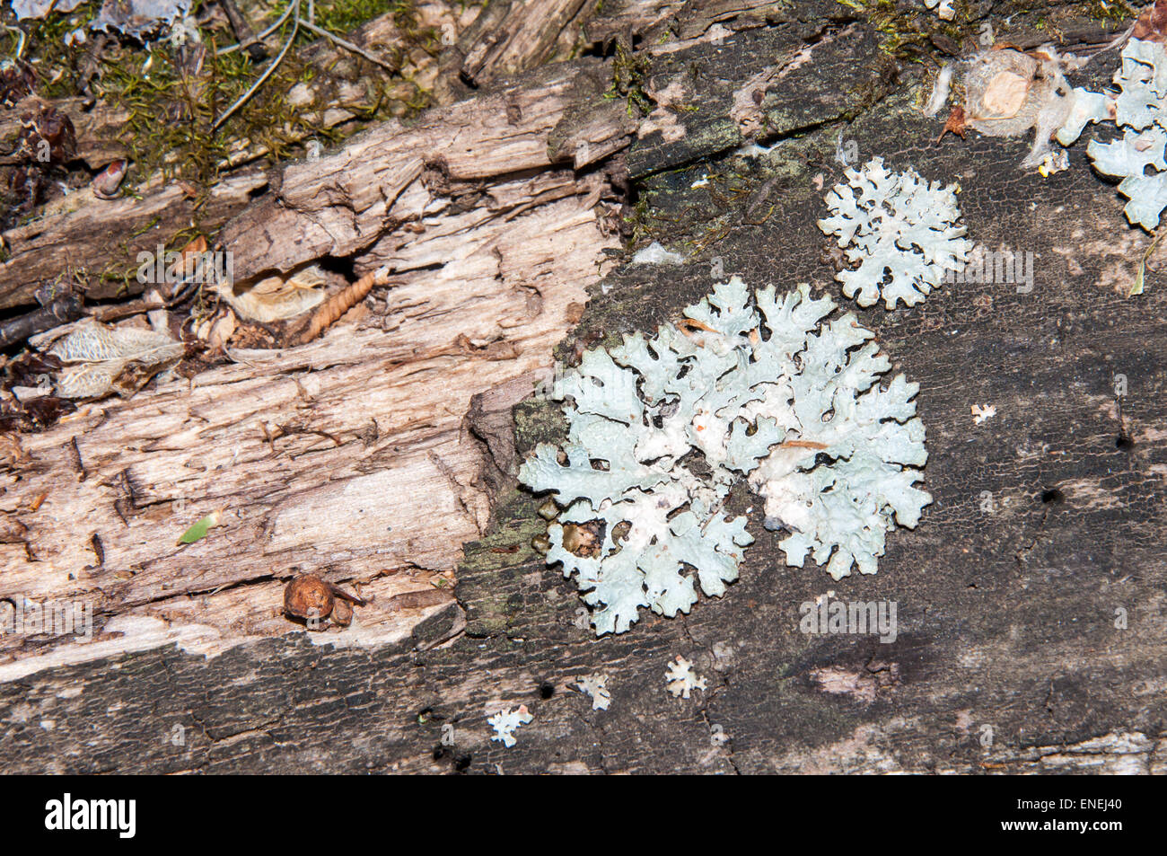 The texture of the old decrepit tree bark Stock Photo - Alamy