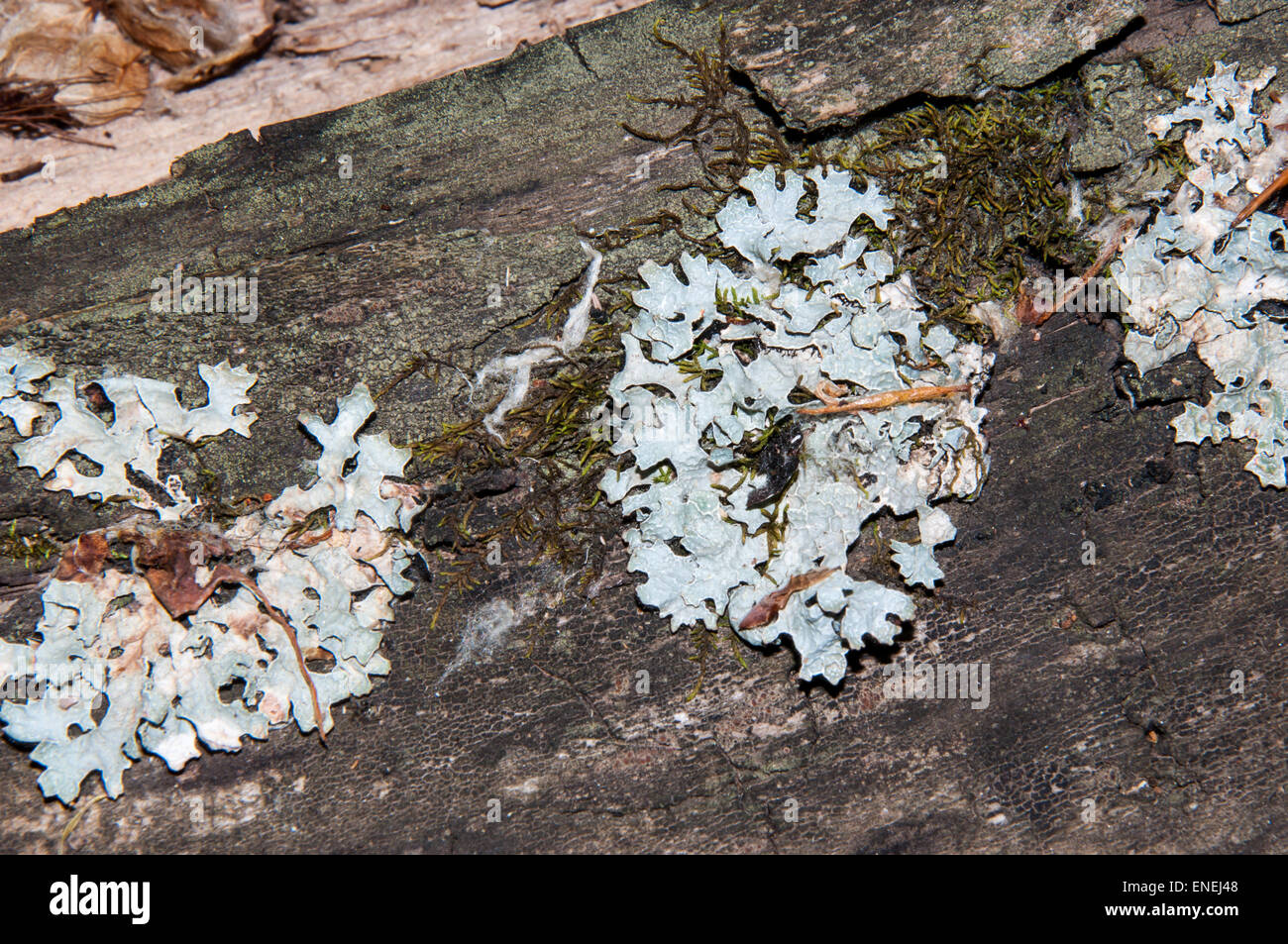 The texture of the old decrepit tree bark Stock Photo - Alamy