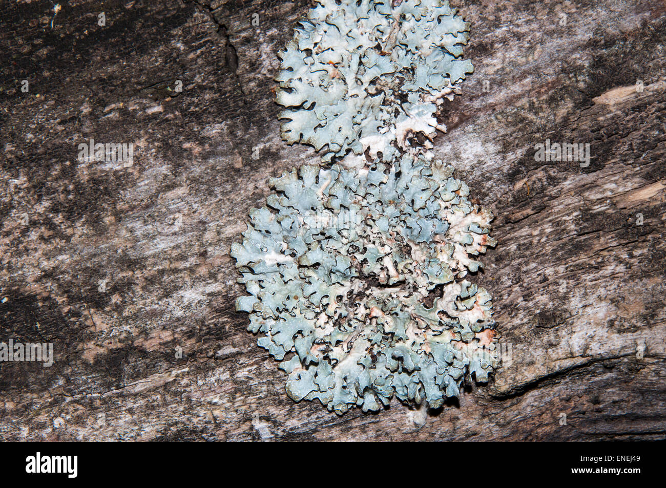 The texture of the old decrepit tree bark Stock Photo - Alamy