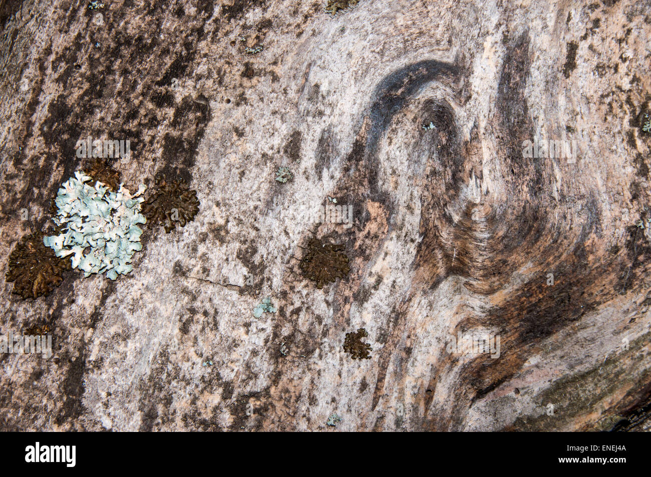 The texture of the old decrepit tree bark Stock Photo - Alamy
