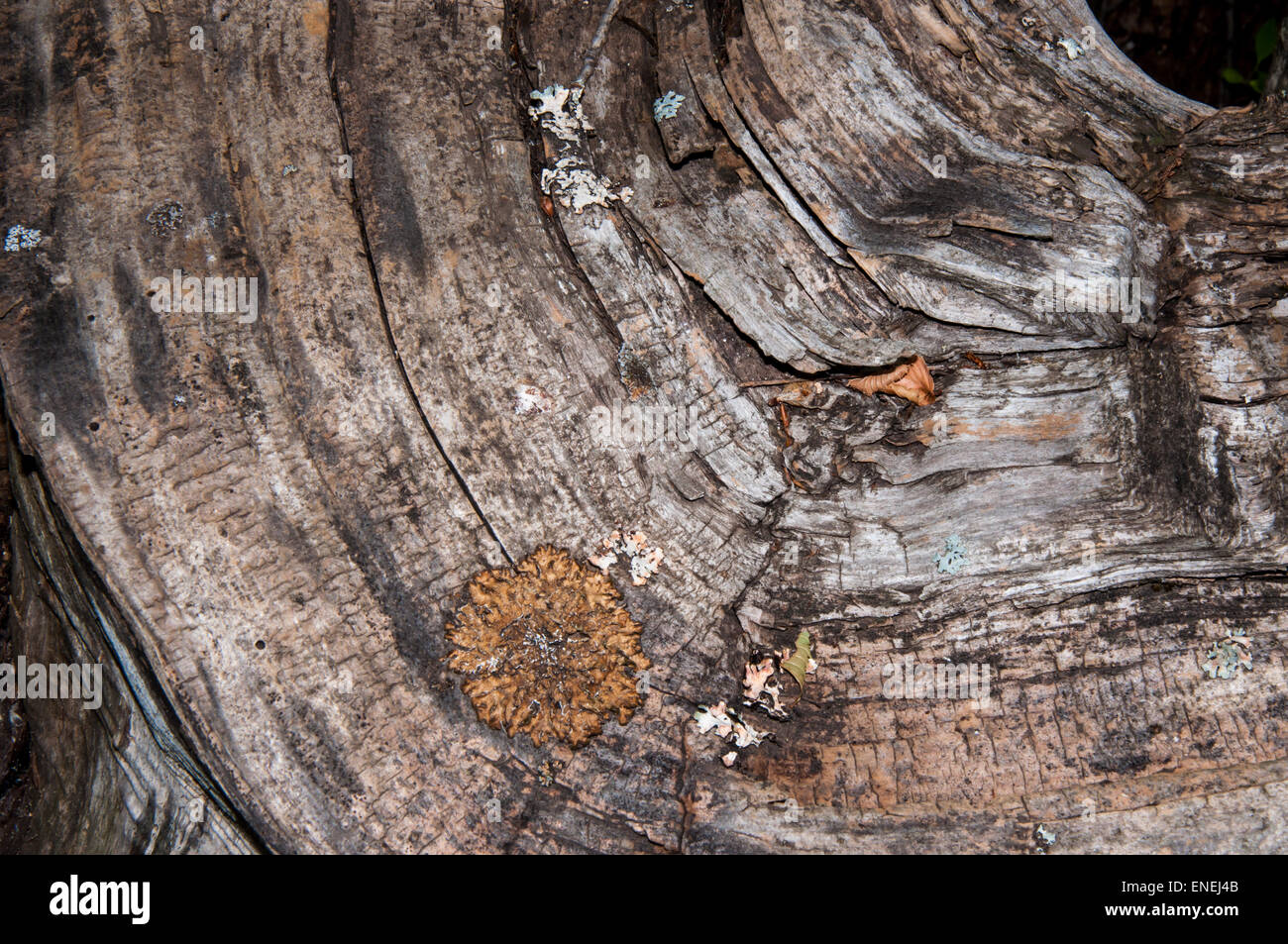 The texture of the old decrepit tree bark Stock Photo - Alamy