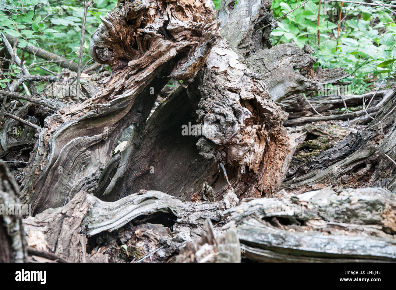 The texture of the old decrepit tree bark Stock Photo - Alamy