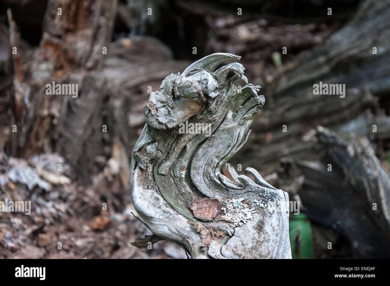 The texture of the old decrepit tree bark Stock Photo - Alamy