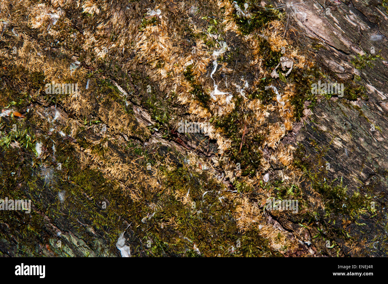 The texture of the old decrepit tree bark Stock Photo - Alamy