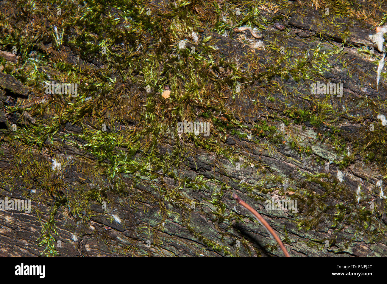 The texture of the old decrepit tree bark Stock Photo - Alamy